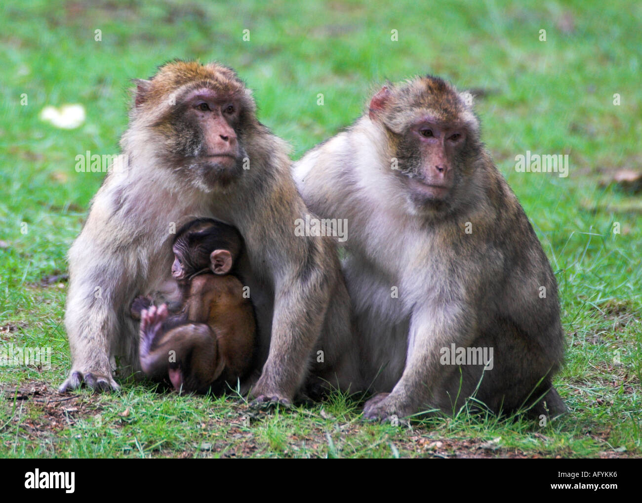 Barbary Macaque monkeys Stock Photo - Alamy