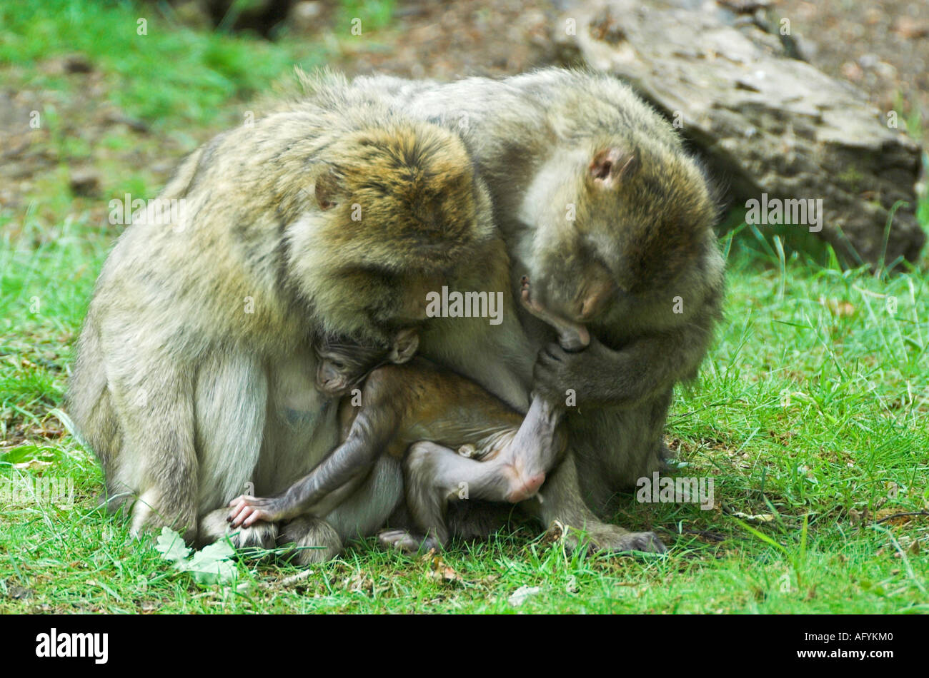 Macca monkey hi-res stock photography and images - Alamy