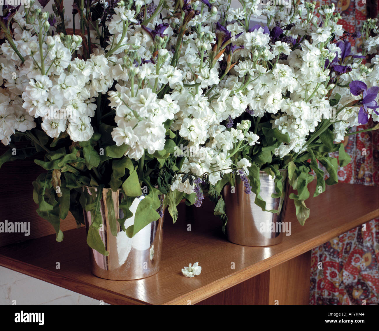 Still-Life of scented white stocks in stainless-steel vases Stock Photo ...
