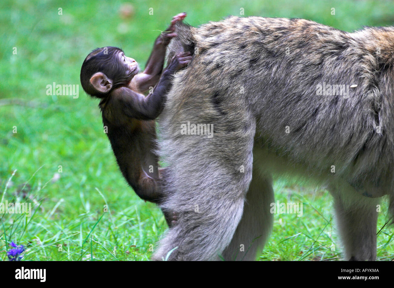 Monkey bum hi-res stock photography and images - Alamy
