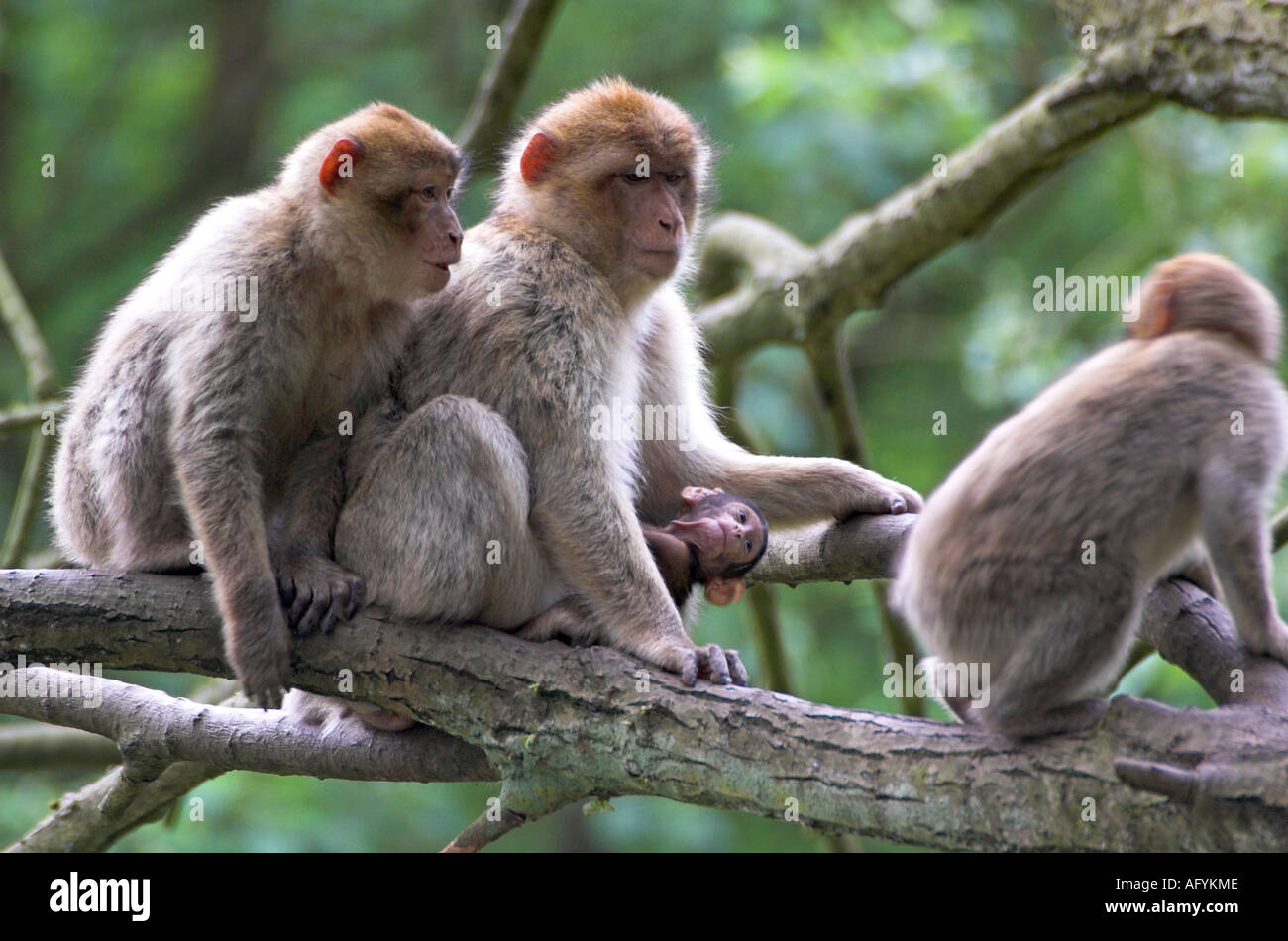 Monkeys as their guardians hi-res stock photography and images - Alamy
