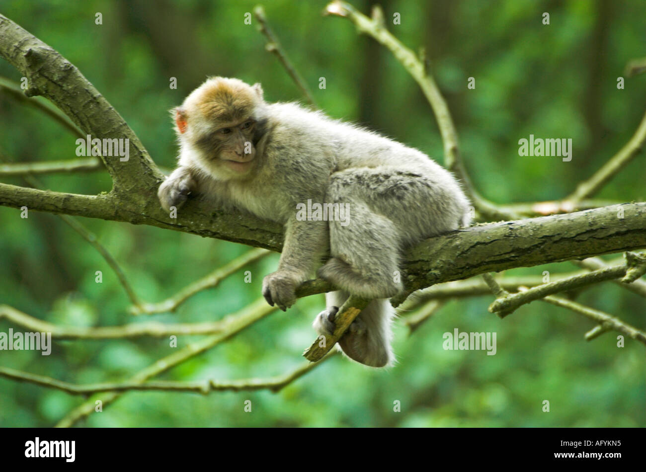 Trentham Monkey Forest Stock Photo - Alamy