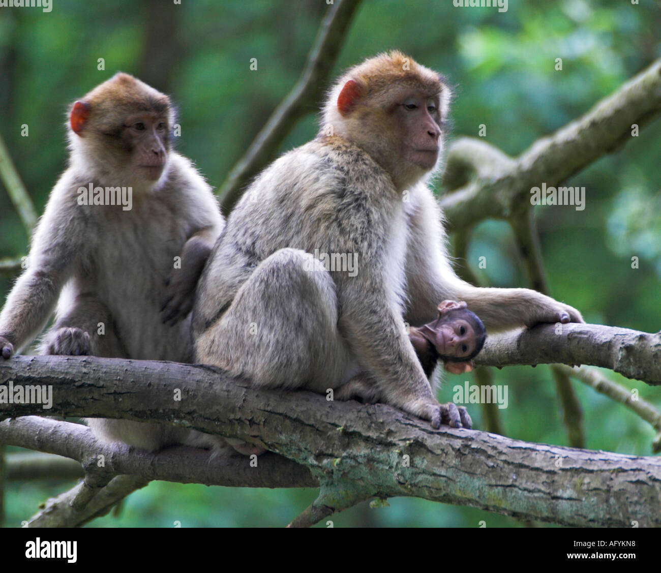 Tailless monkey hi-res stock photography and images - Alamy
