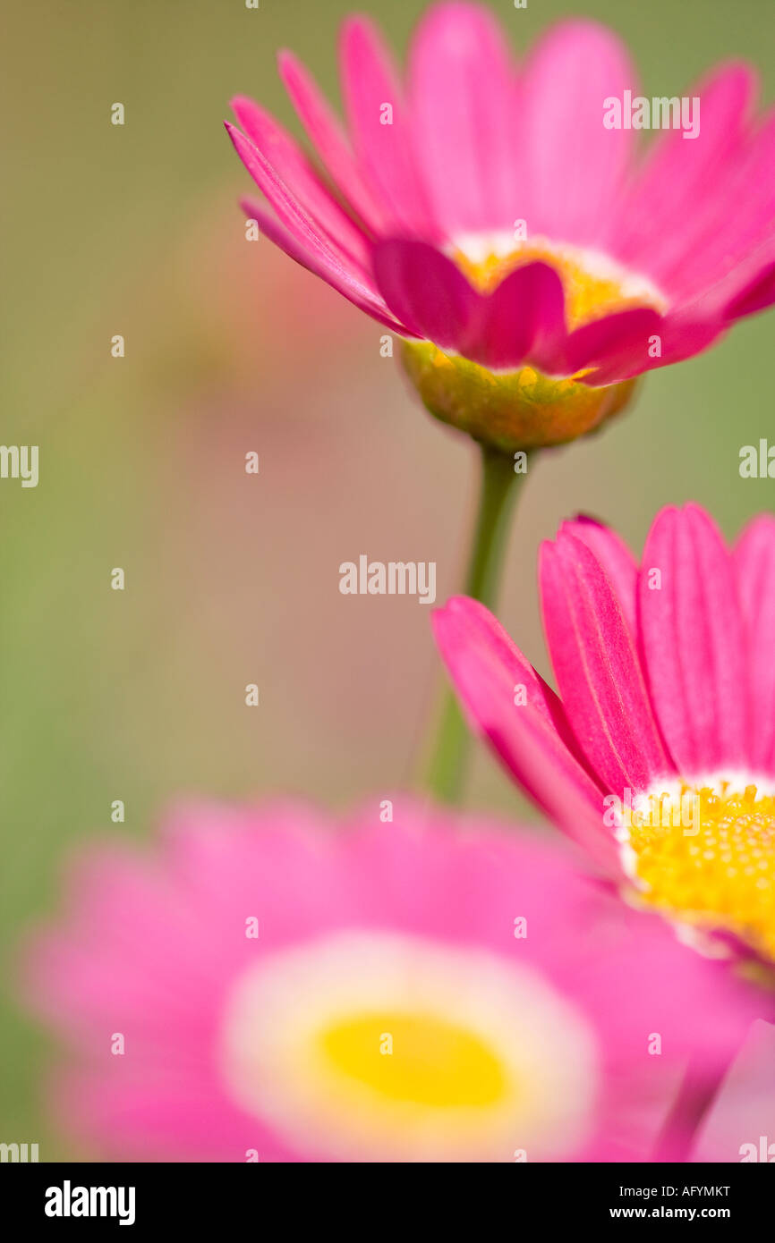 Pink Marguerite Daisy Flowers "Argyranthemum frutescens Stock Photo - Alamy