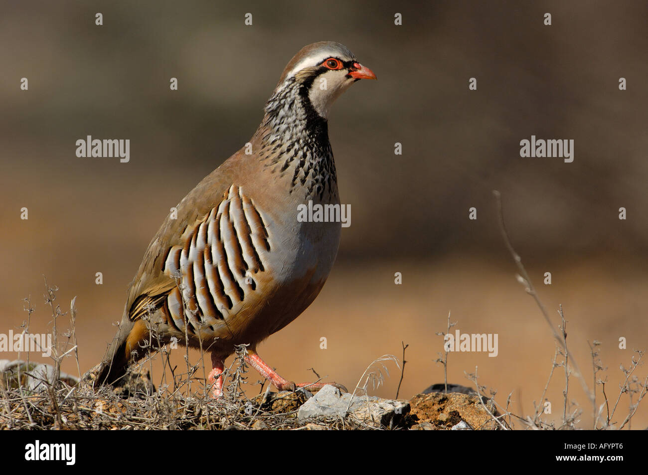 Red legged Partridges Alectoris rufa Stock Photo - Alamy