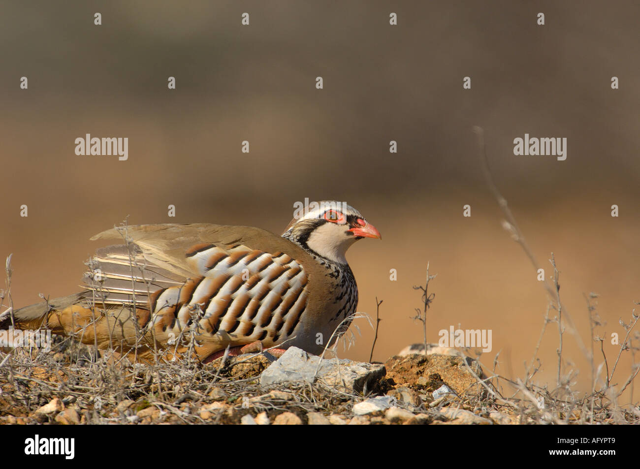 Red legged Partridges Alectoris rufa Stock Photo - Alamy