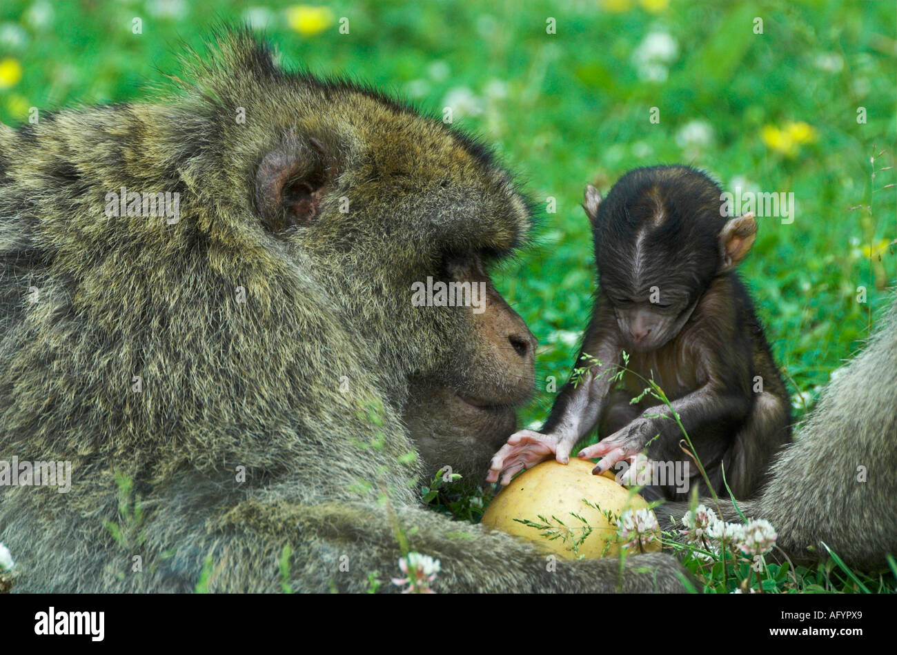 Monkey forest trentham hi-res stock photography and images - Alamy