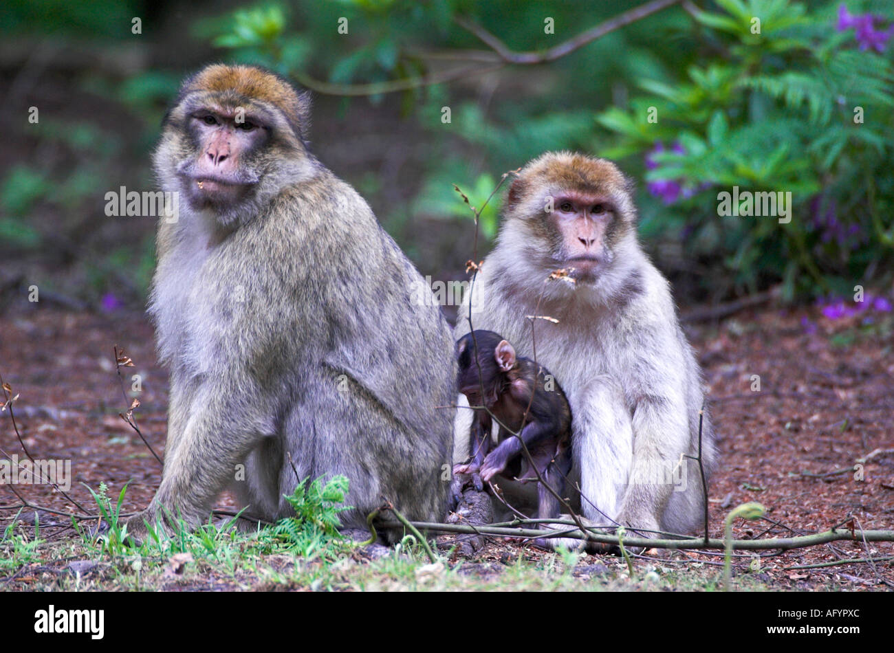 3 baby monkeys hi-res stock photography and images - Alamy