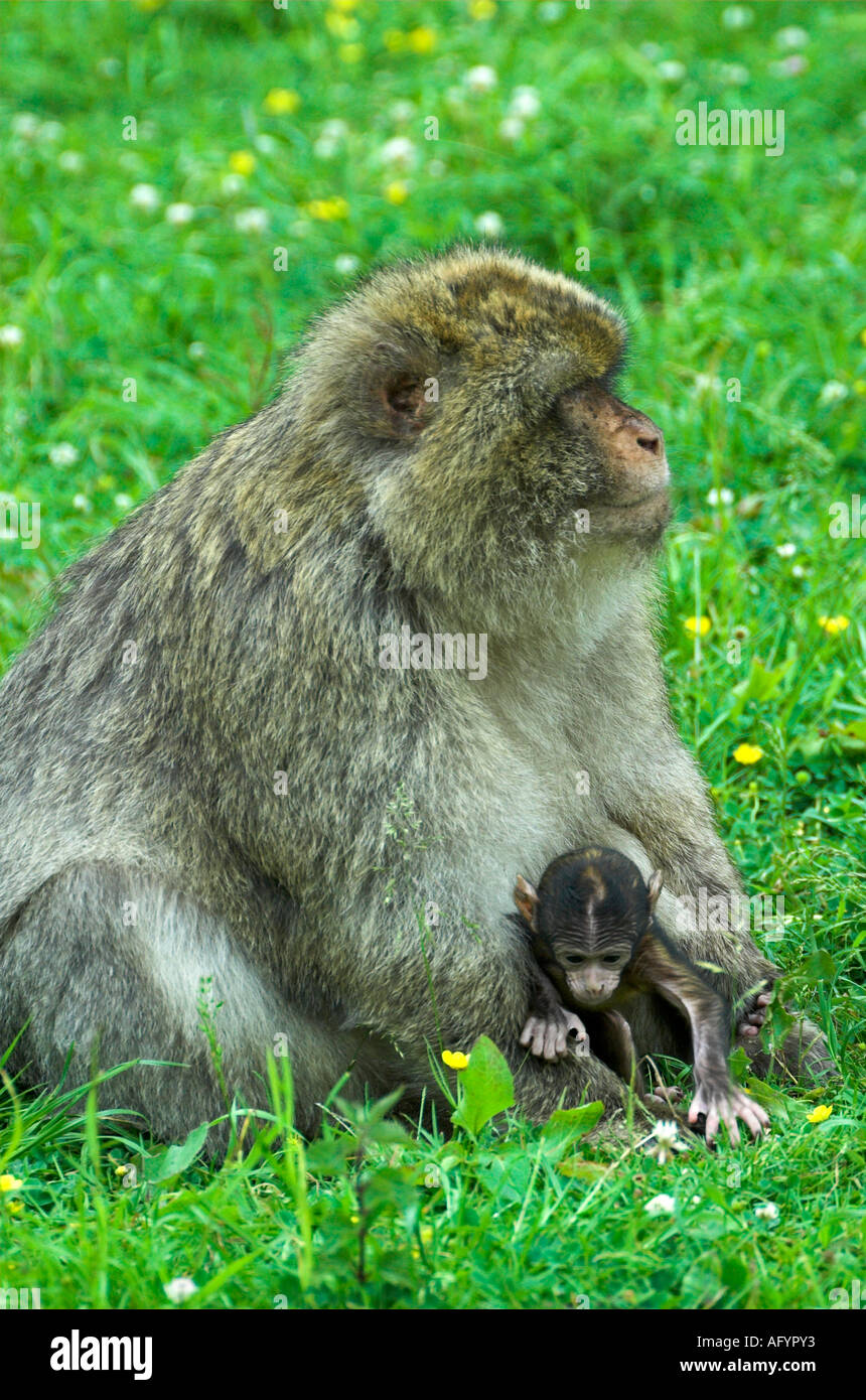 Barbary captive morocco hi-res stock photography and images - Alamy