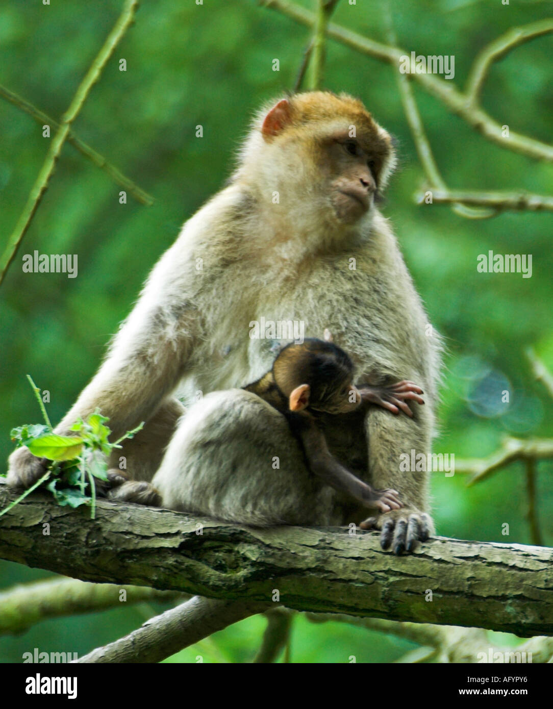 Macca monkey hi-res stock photography and images - Alamy