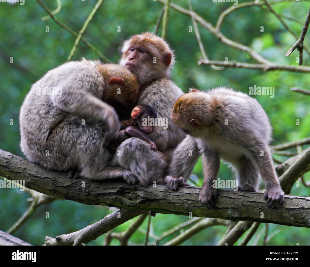 Trentham Monkey Forest Stock Photo: 8027192 - Alamy