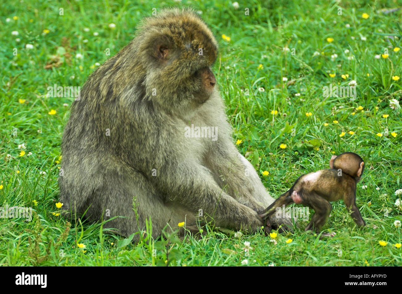 Macque hi-res stock photography and images - Alamy