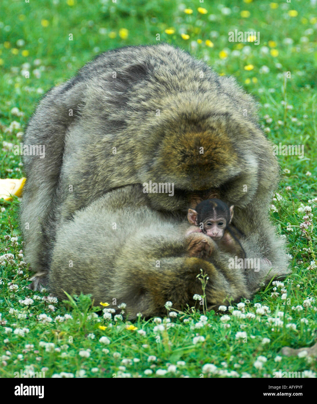 Monkey forest trentham hi-res stock photography and images - Alamy