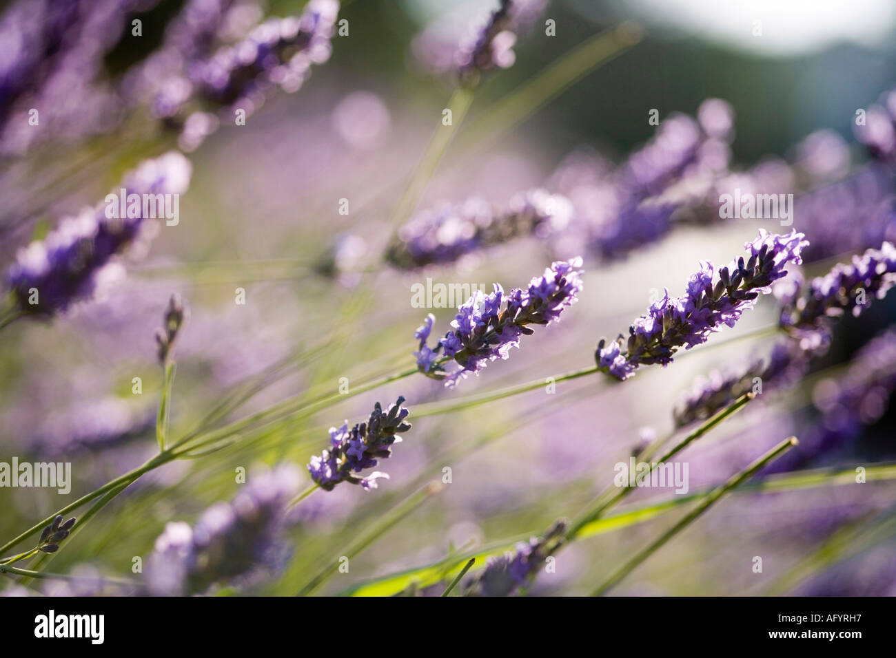lavender deep blue of Provence, France Stock Photo - Alamy