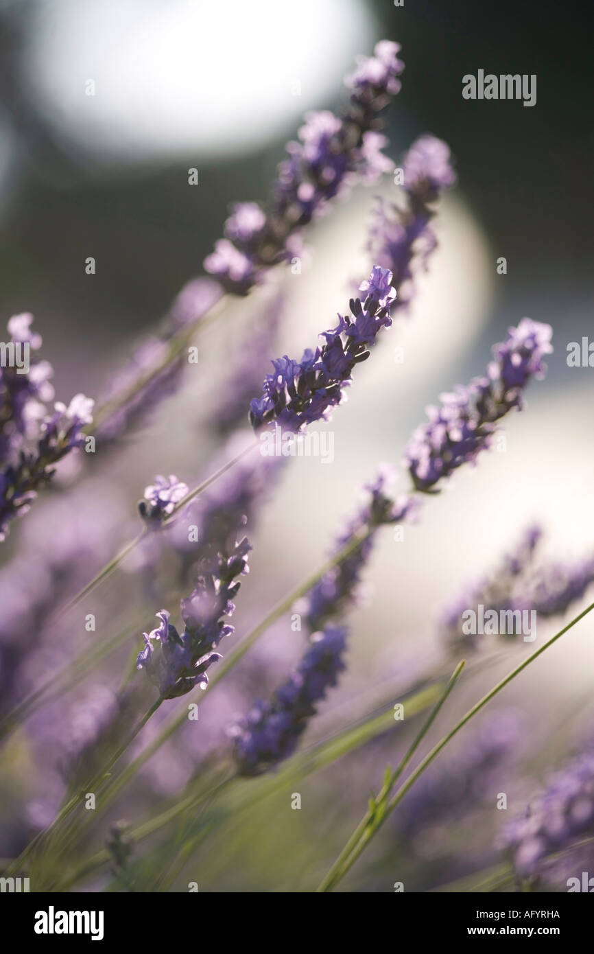lavender deep blue of Provence, France Stock Photo - Alamy