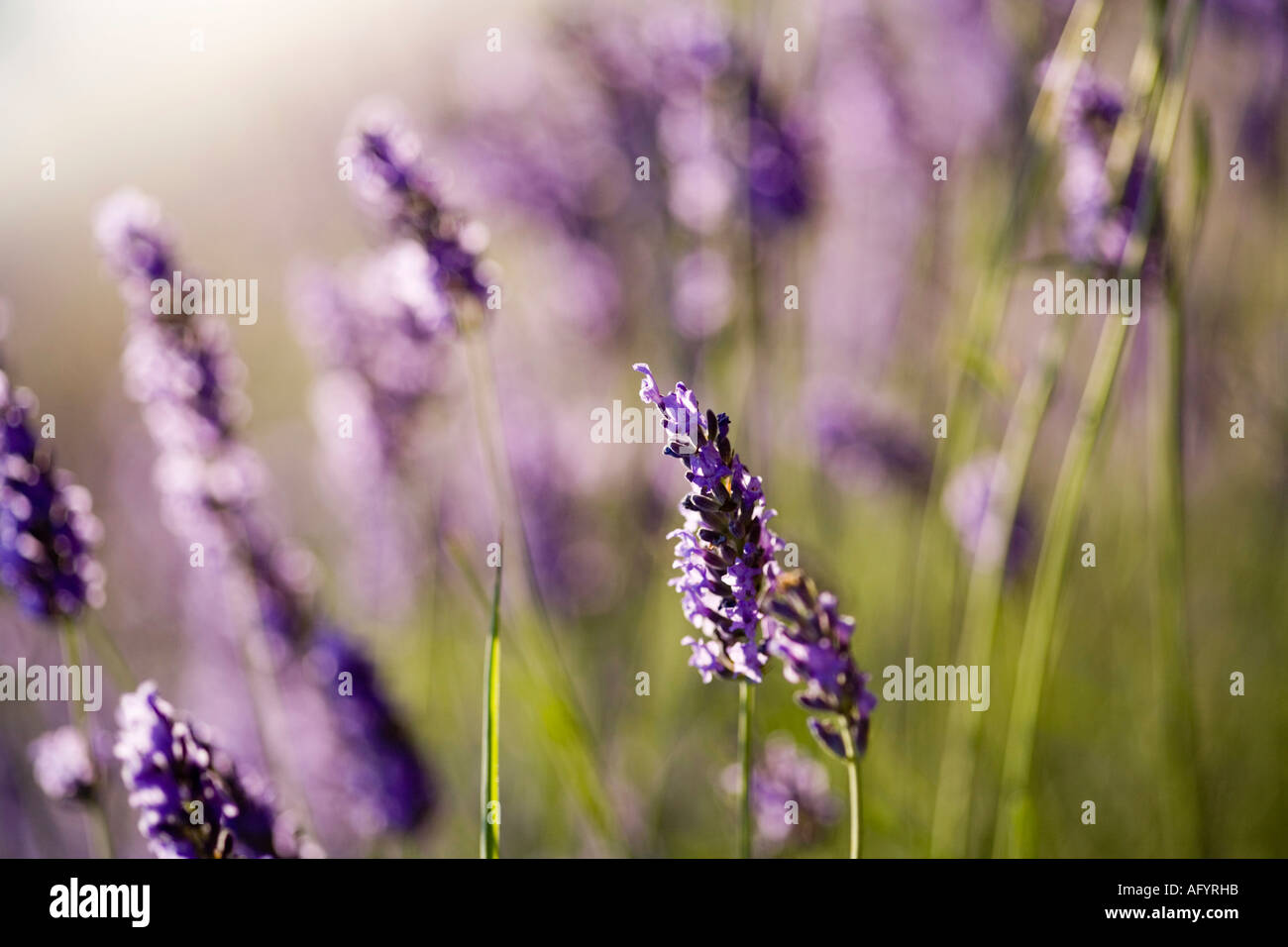 lavender deep blue of Provence, France Stock Photo - Alamy