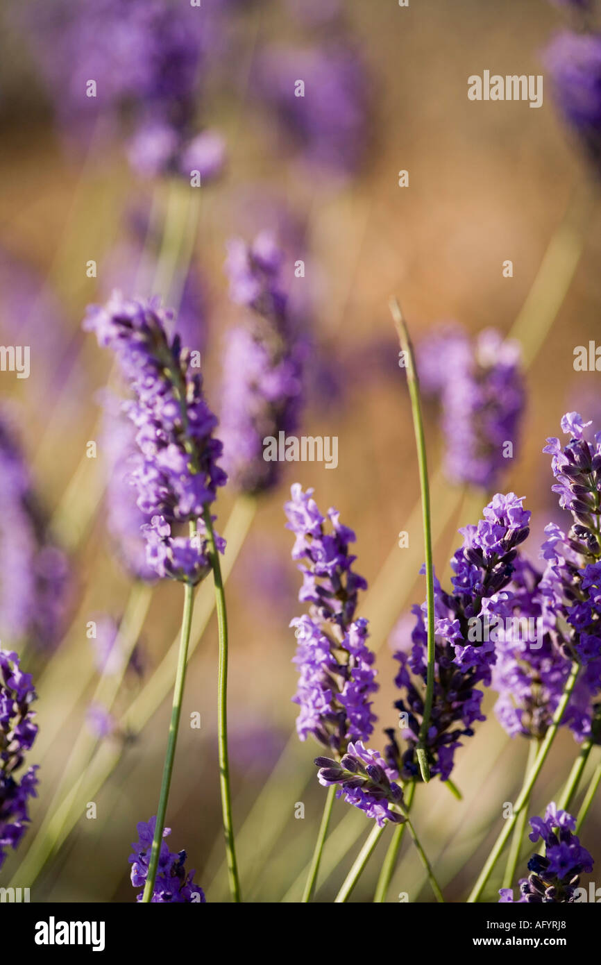 lavender deep blue of Provence, France Stock Photo - Alamy