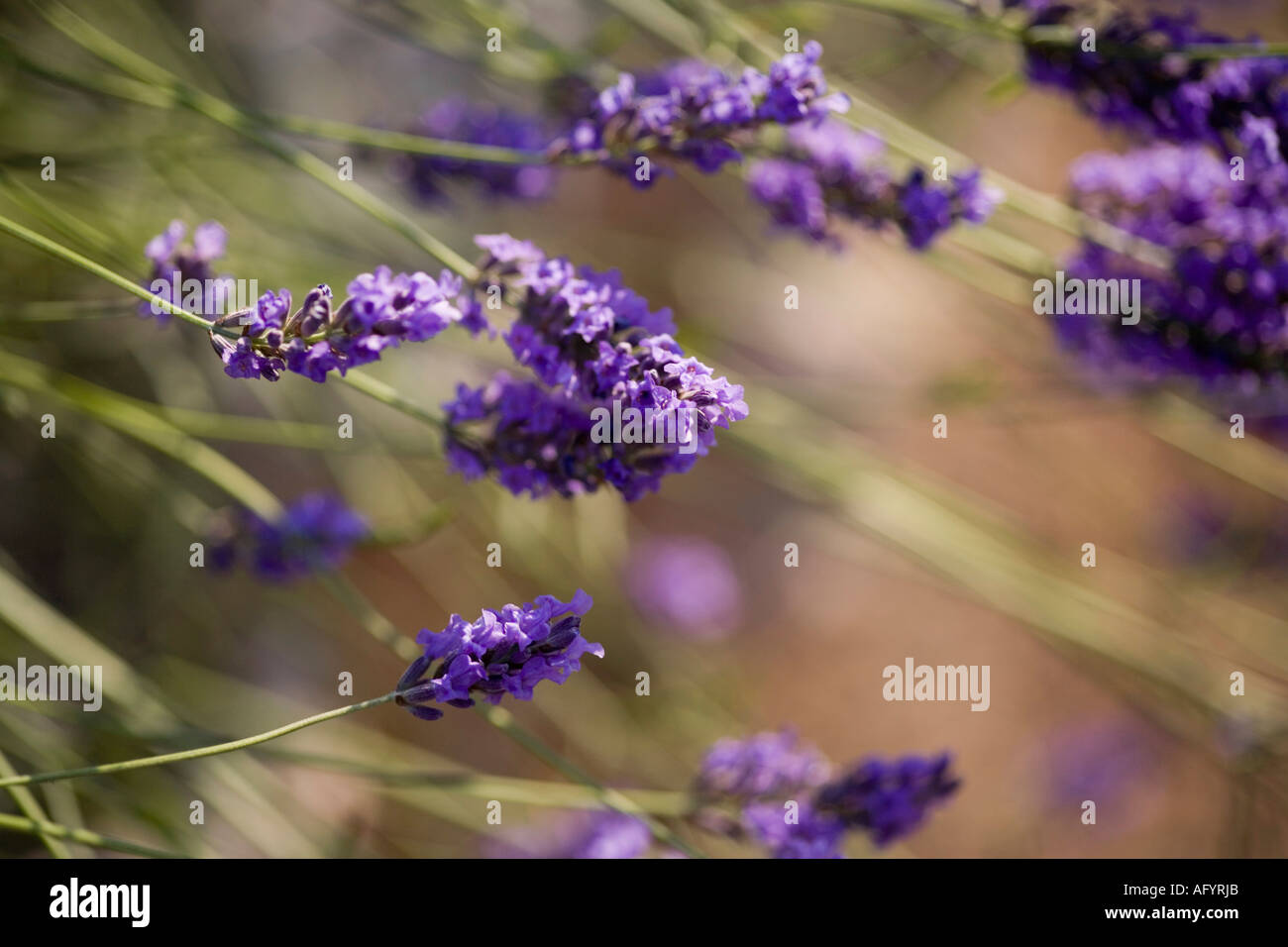 lavender deep blue of Provence, France Stock Photo - Alamy