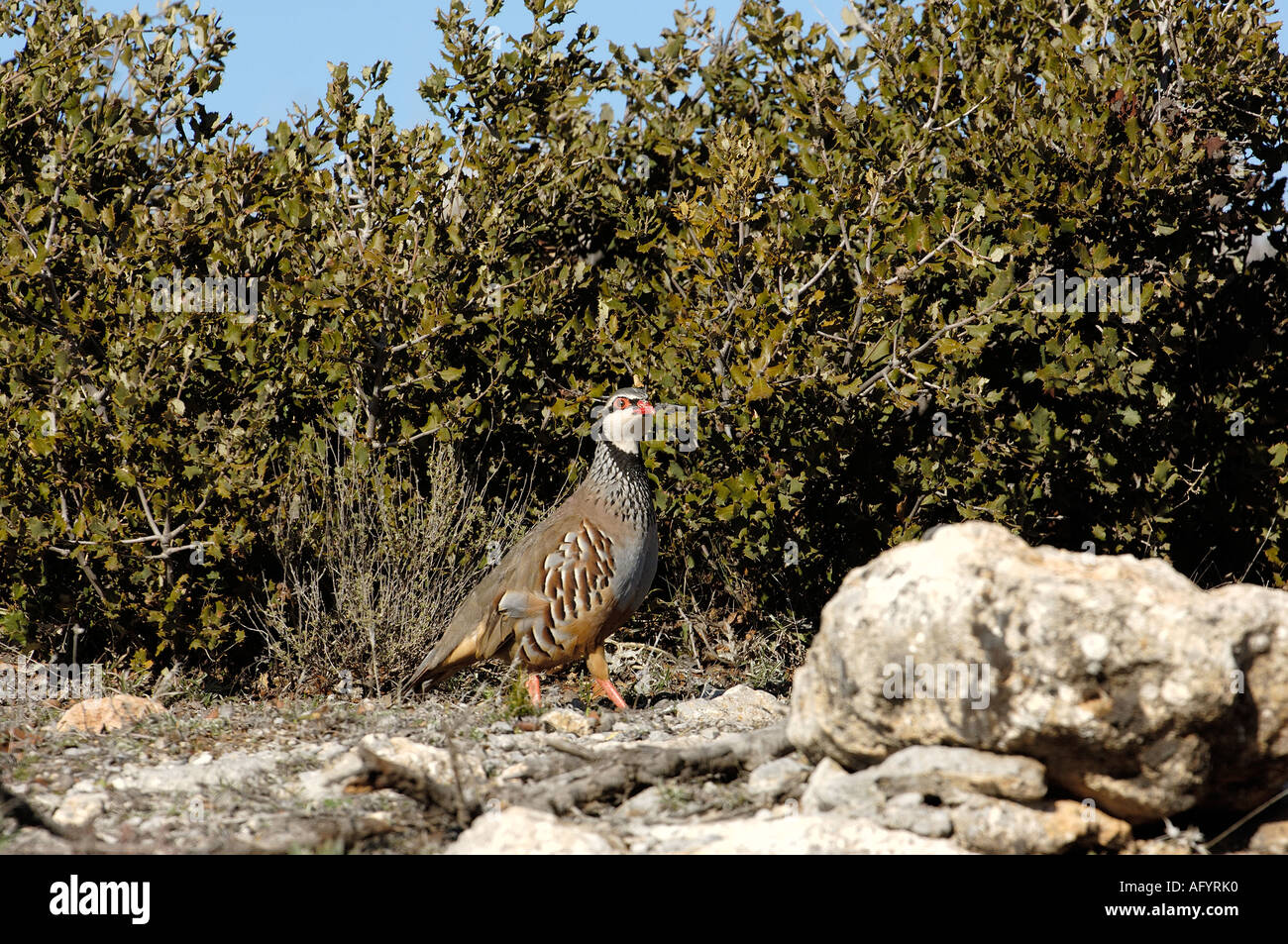 Red legged Partridges Alectoris rufa Stock Photo - Alamy