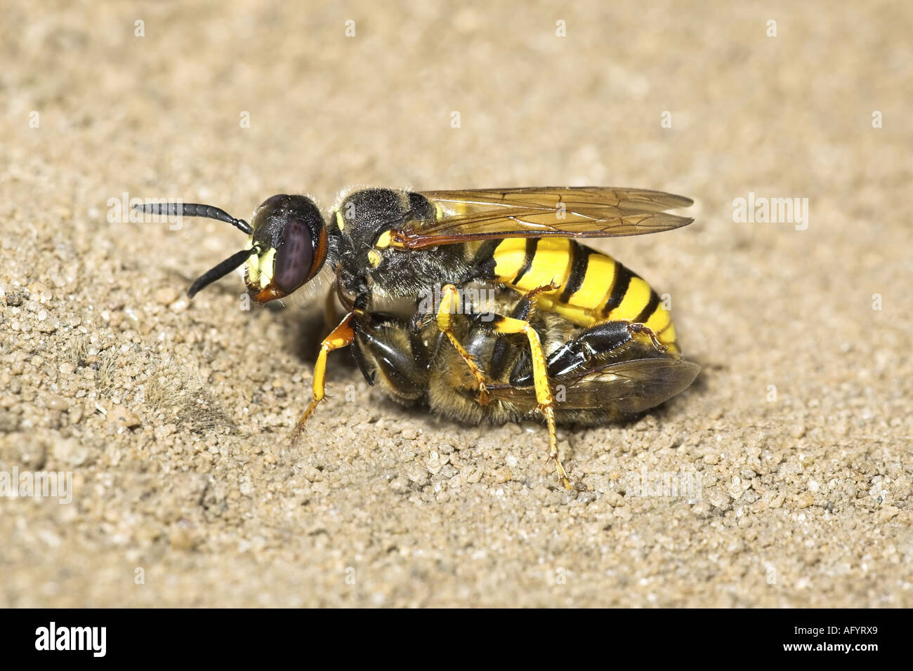 Bee Wolf Wasp with honey bee prey Stock Photo - Alamy