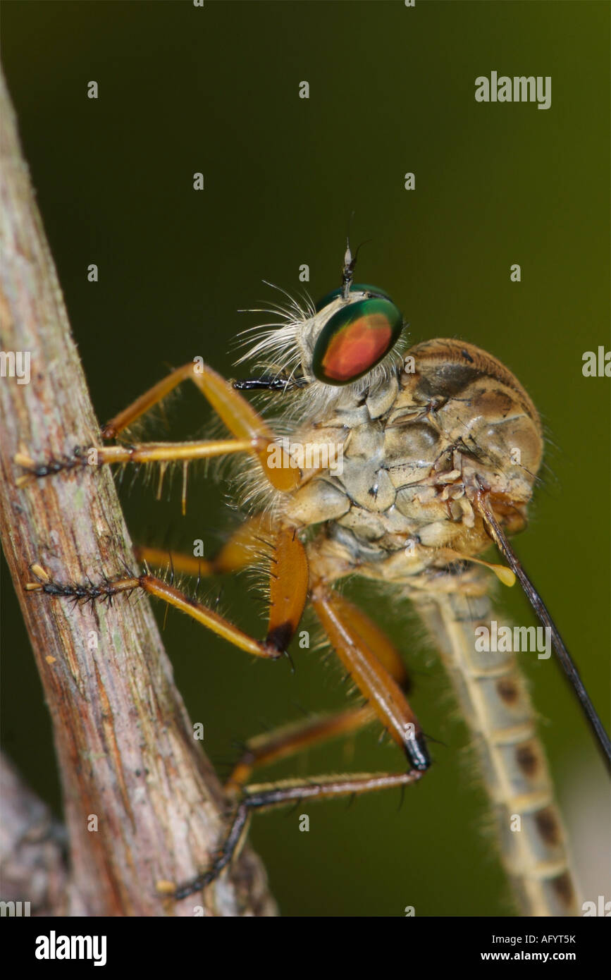 A robber fly Asilidae in Khai Yai National Park Thailand Stock Photo ...