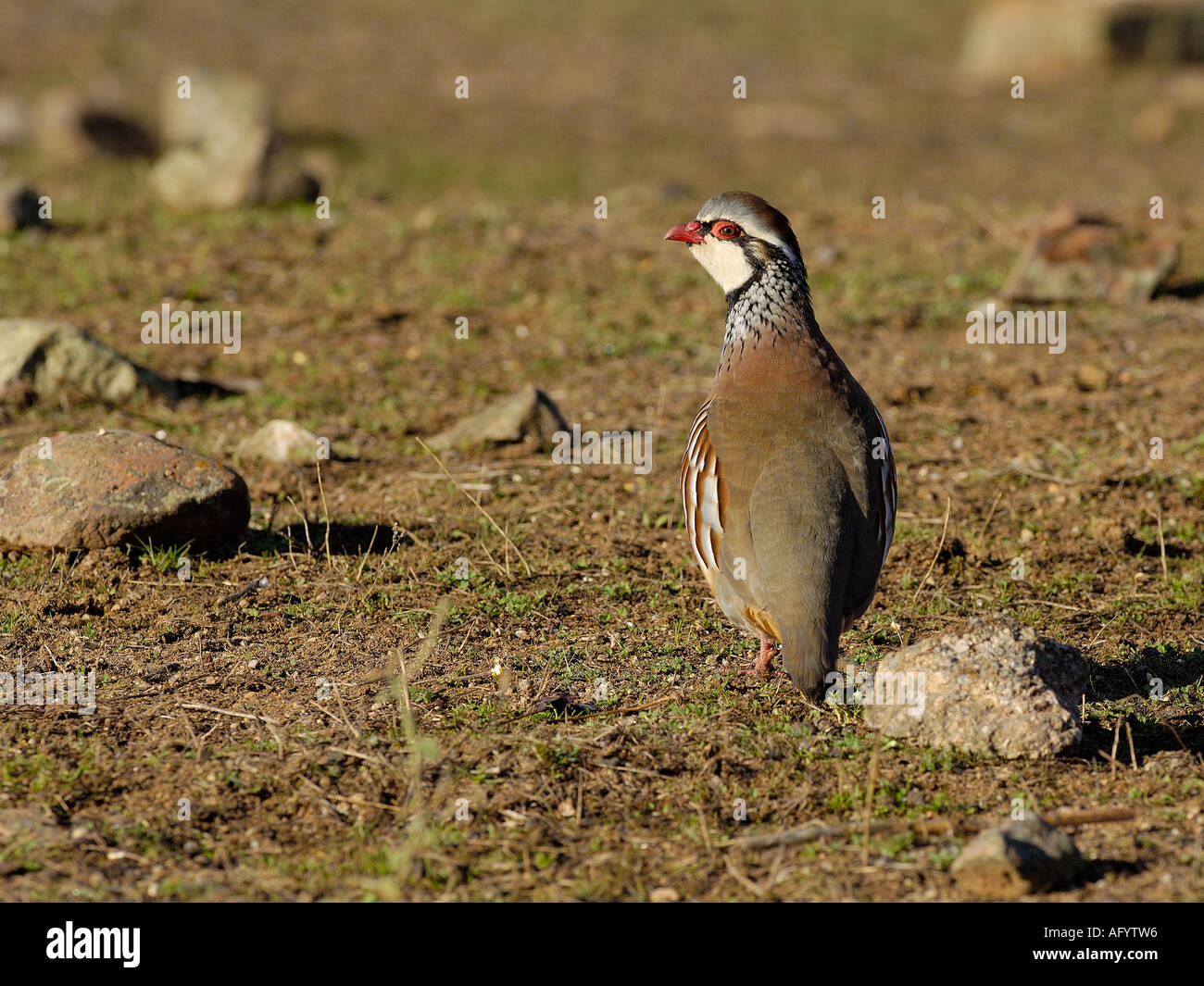 Red legged Partridges Alectoris rufa Stock Photo - Alamy