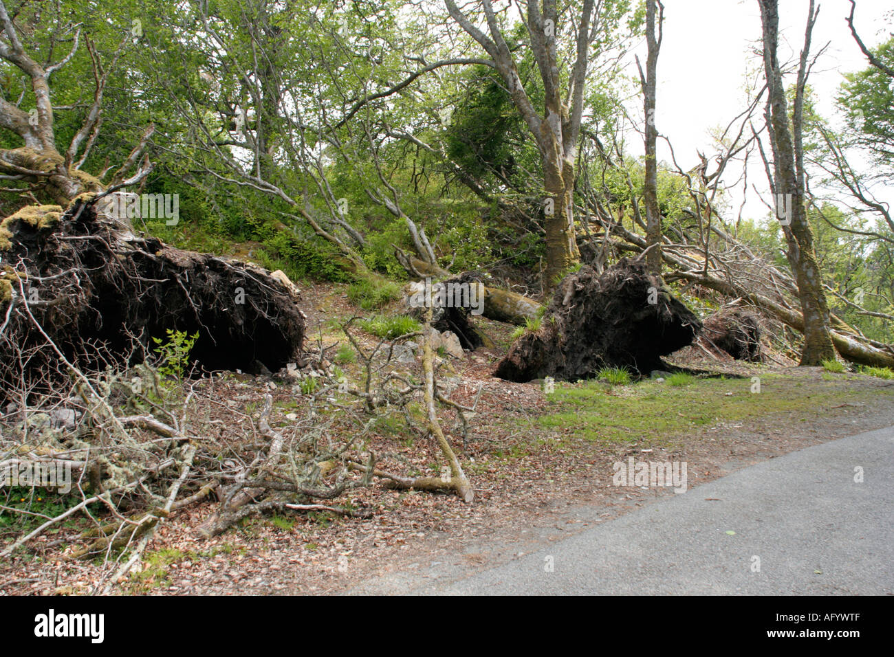storm jan 2005 tree damage stornoway park isle of lewis scotland uk gb ...