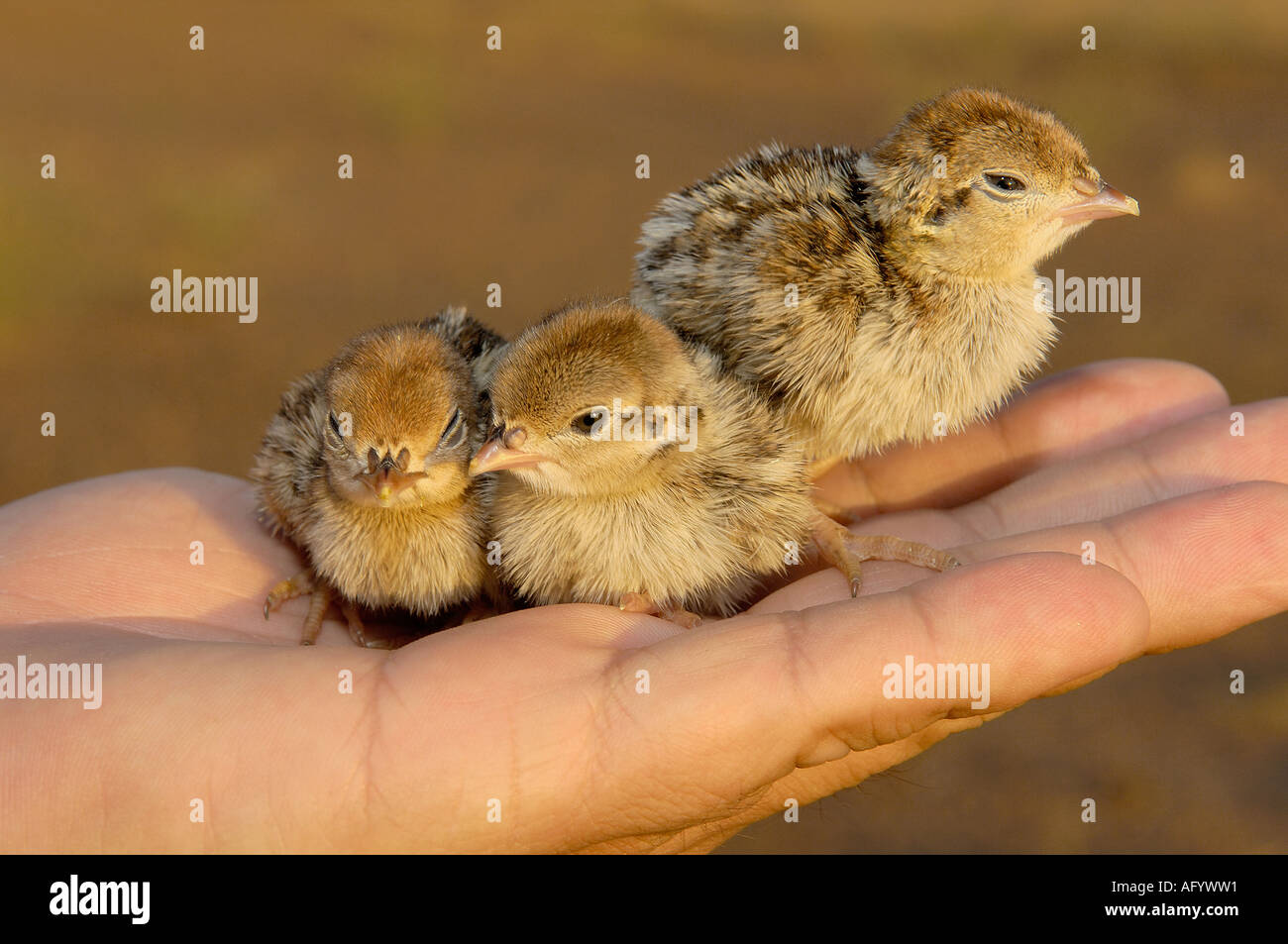 Red legged partridge chicks hi-res stock photography and images - Alamy