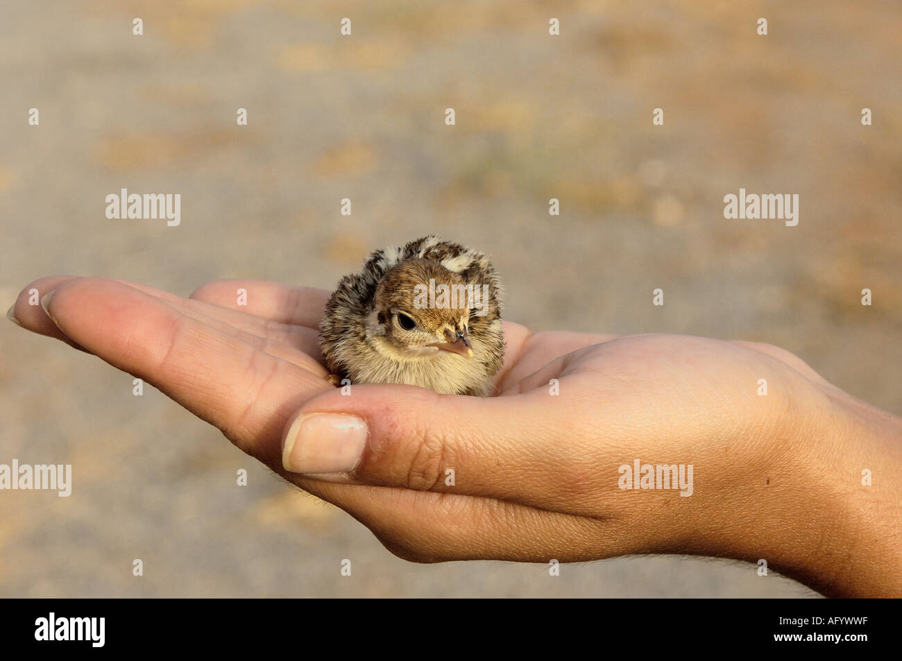Red legged Partridges Alectoris rufa Stock Photo - Alamy