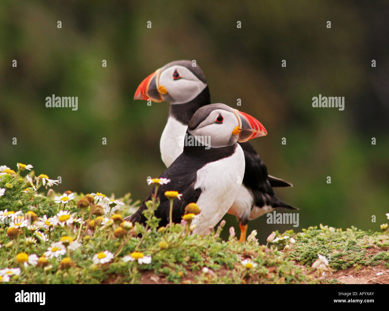 Side view of Puffin parrots,Skomer,Pembrokeshire,Wales,UK Stock Photo ...