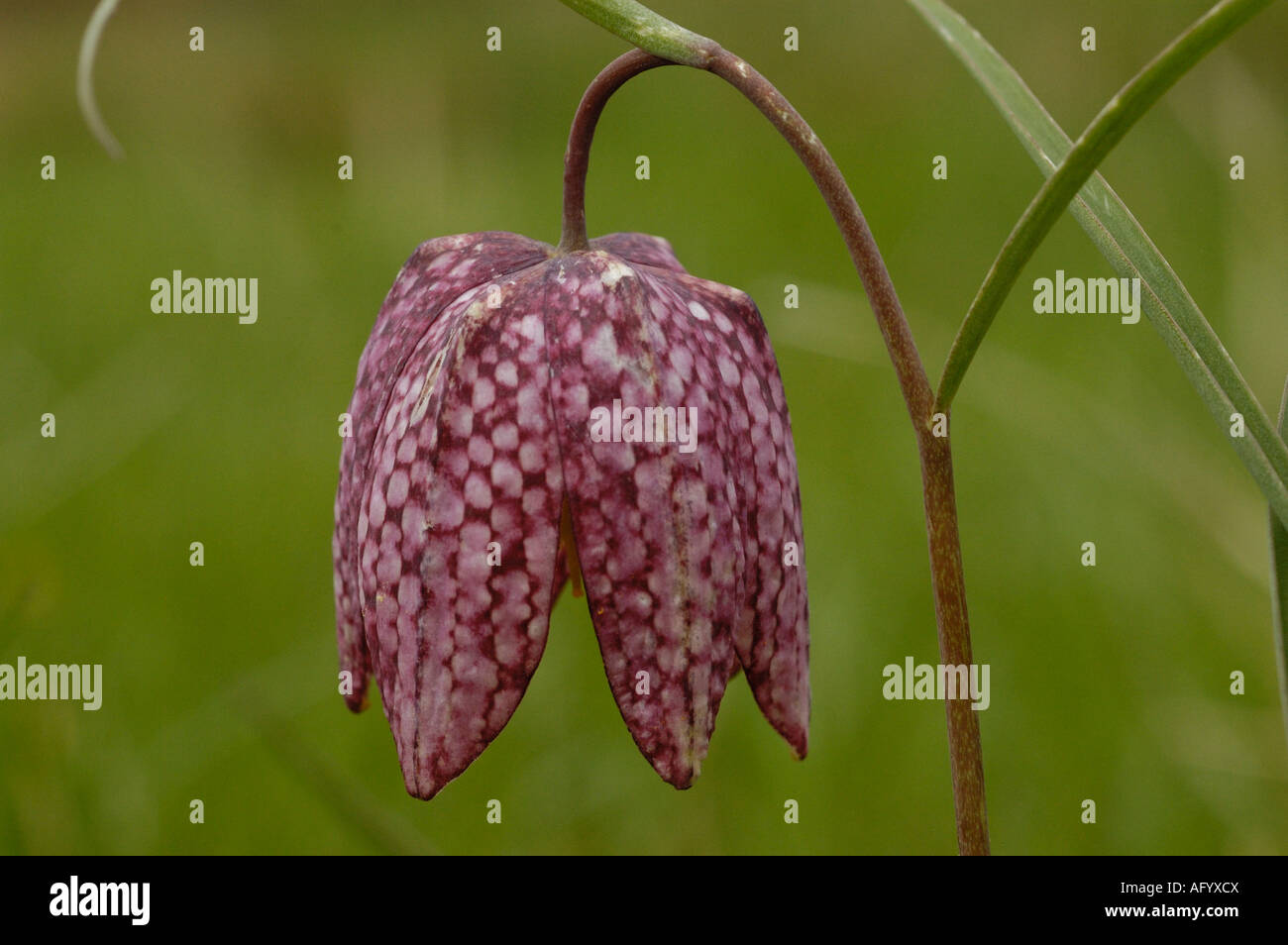 Snakehead fritillary hi-res stock photography and images - Alamy