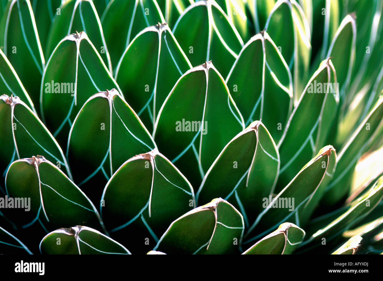 Close up of Royal Agave Stock Photo - Alamy
