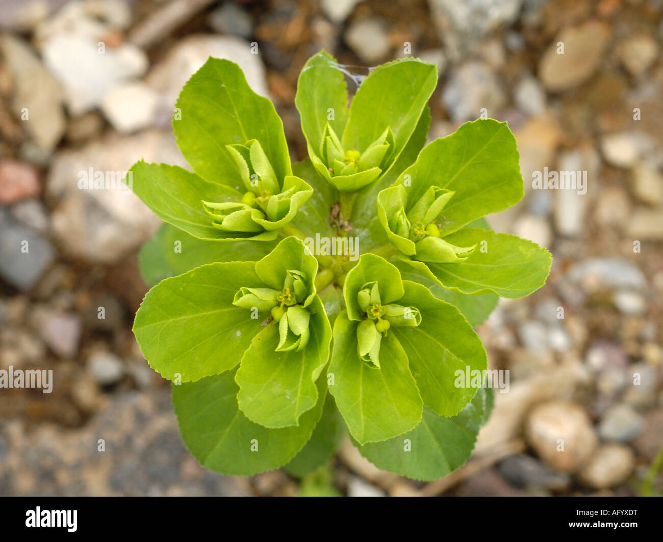 Sun Spurge, euphorbia helioscopia Stock Photo - Alamy