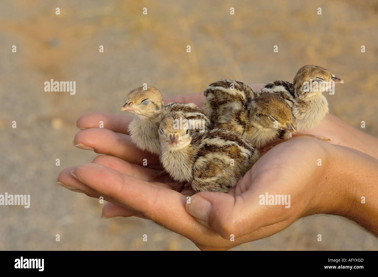 Red partridge chick hi-res stock photography and images - Alamy