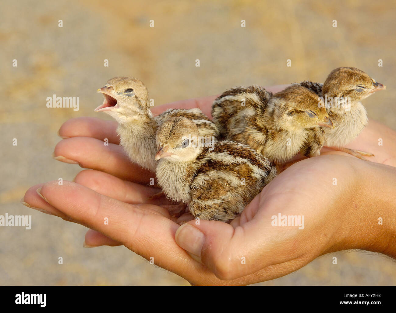 Red legged Partridges Alectoris rufa Stock Photo - Alamy