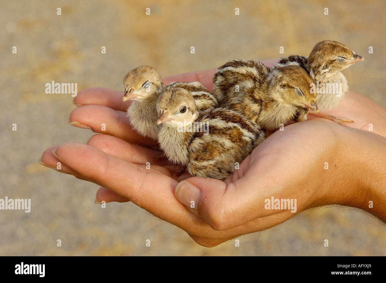 Red legged partridge chicks hi-res stock photography and images - Alamy