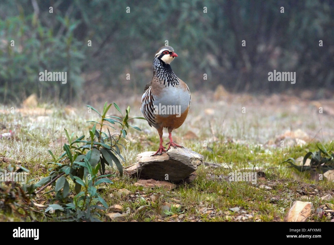 Red legged Partridges Alectoris rufa Stock Photo - Alamy