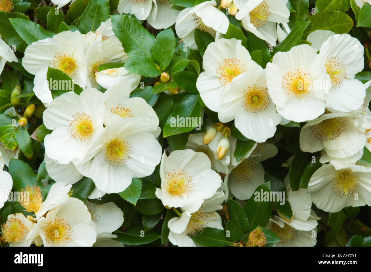 Eucryphia glutinosa flowers Scotland UK September. Native to the ...