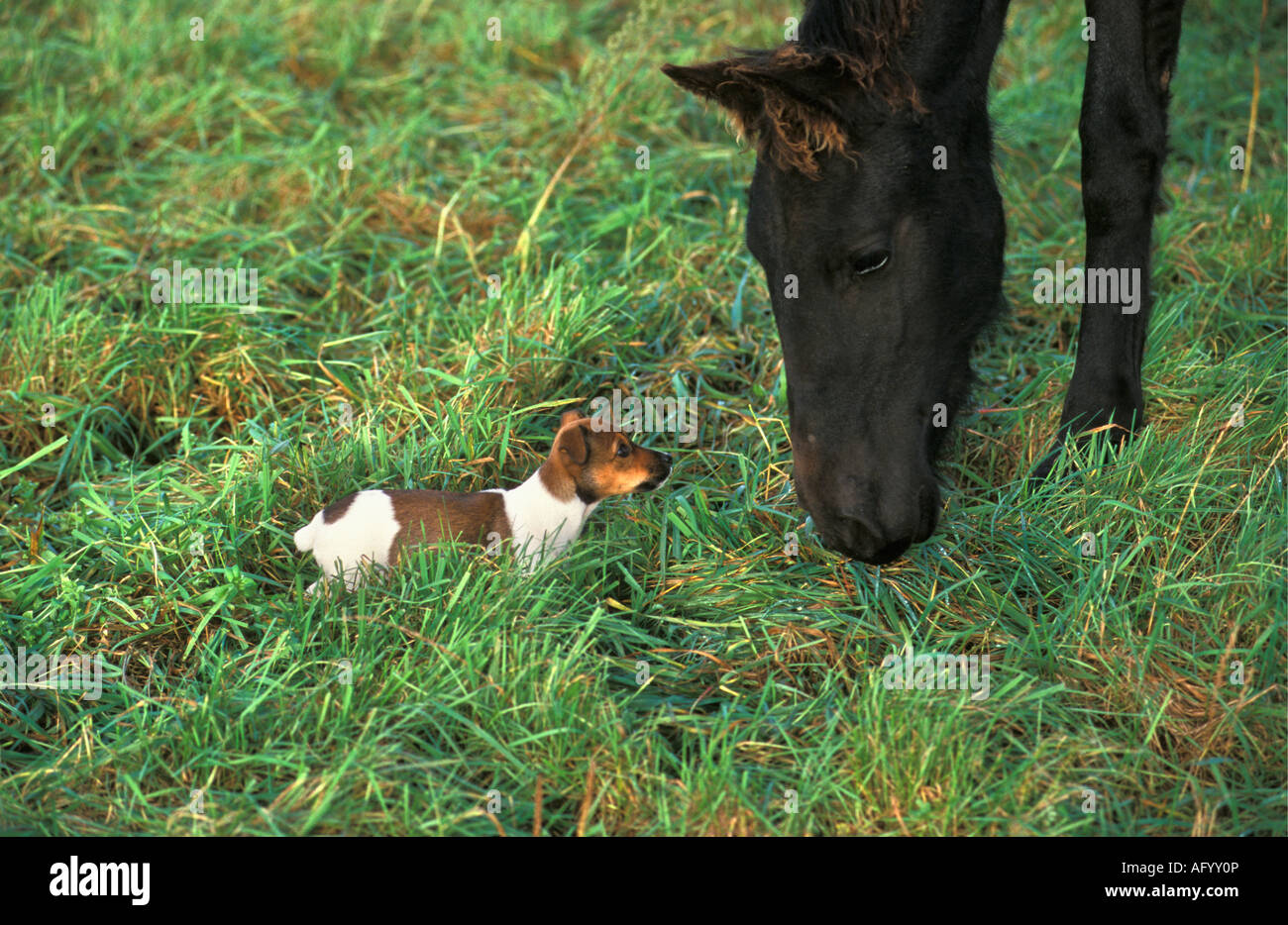 Netherlands Emmen Friesian horse with dog Stock Photo - Alamy