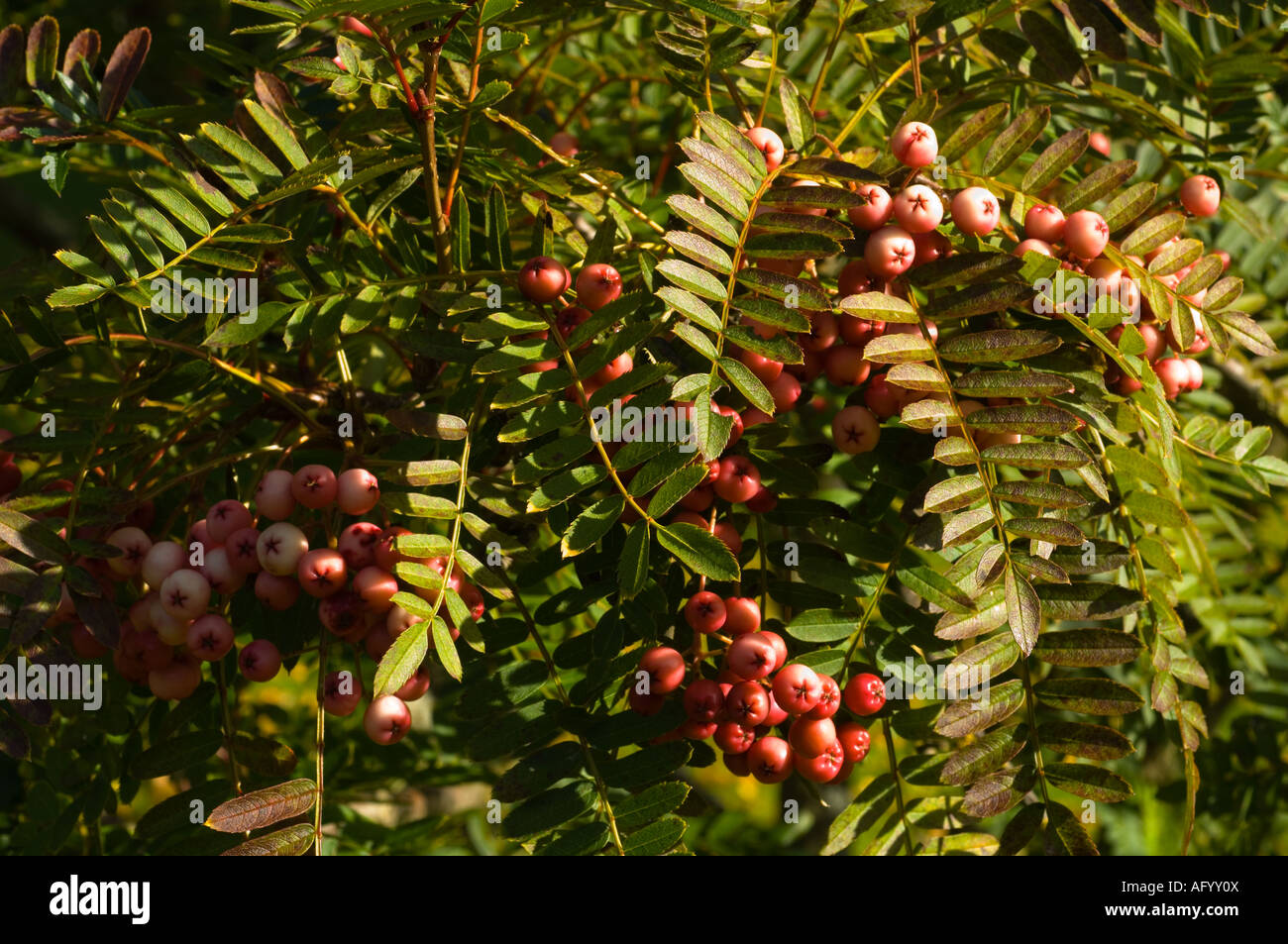 Sorbus bissetii hi-res stock photography and images - Alamy