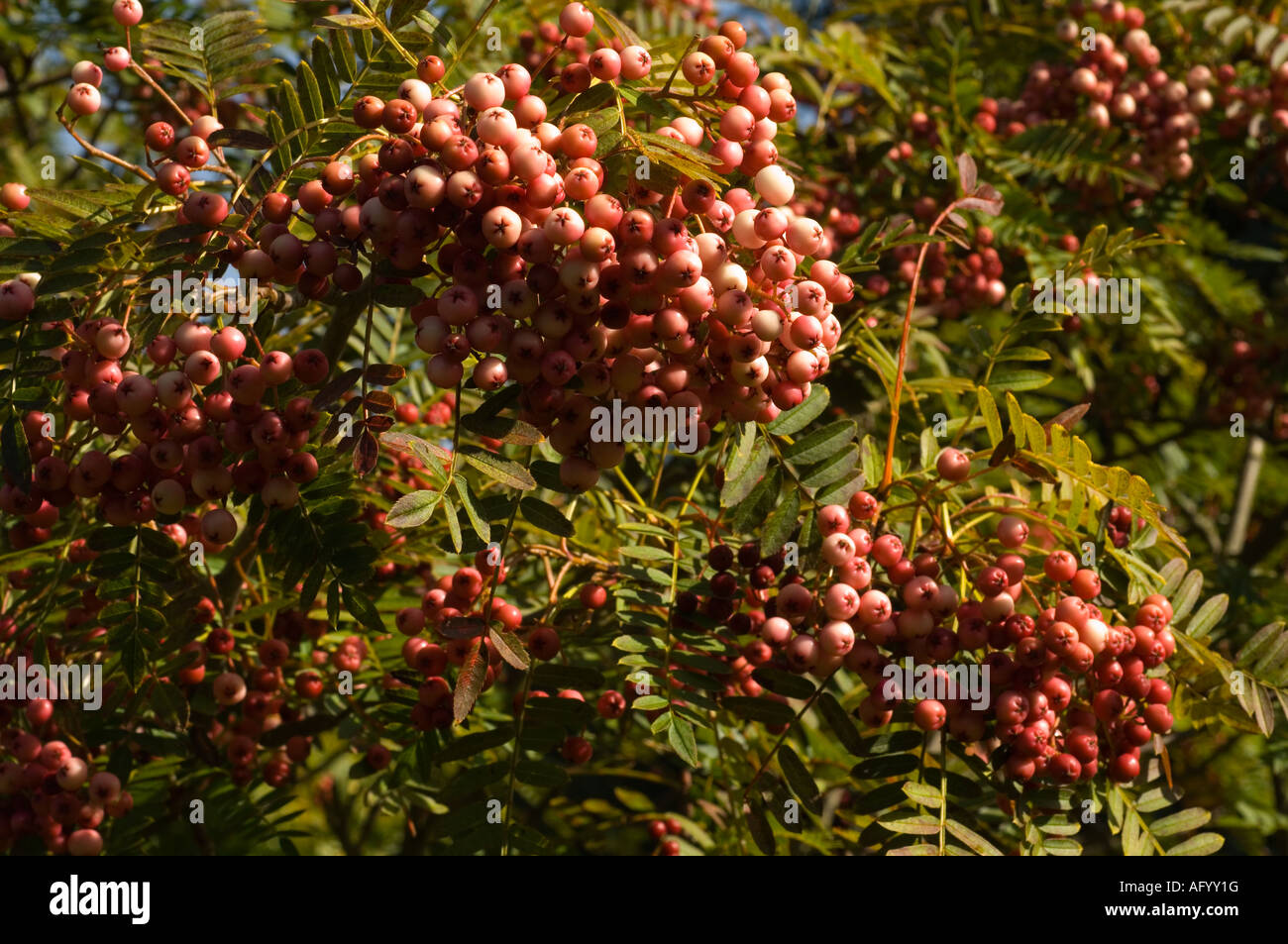 Sorbus bissetii close up of fruit distribution China Sichuan growing in ...