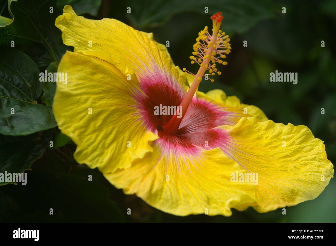 Hibiscus Hibiscus sp flowering in Scottish conservatory Stock Photo - Alamy