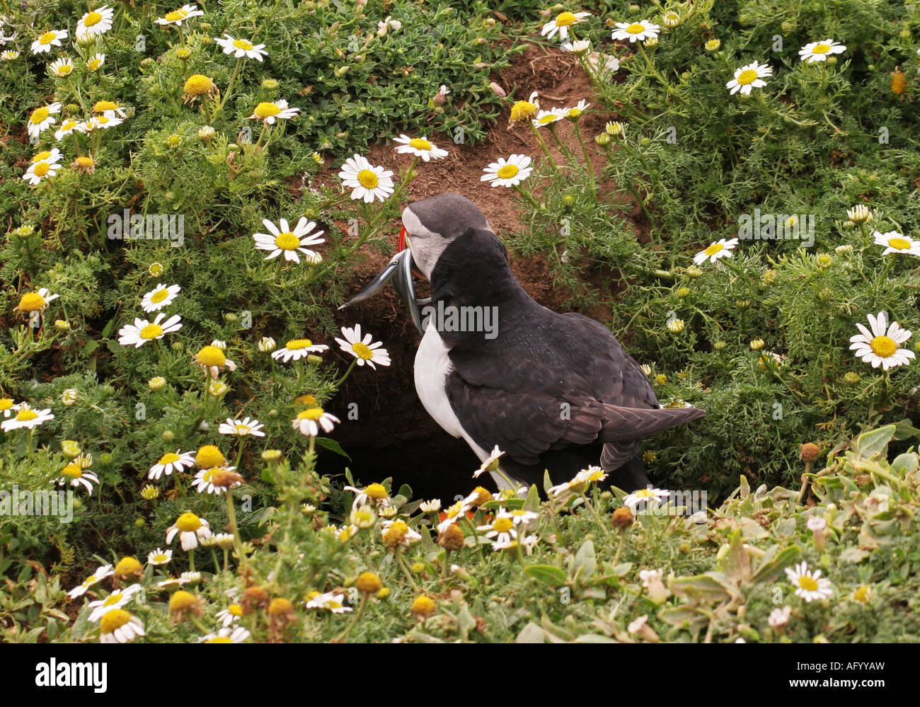 Rear view of Puffin parrot,Skomer,Pembrokeshire,Wales,UK Stock Photo ...
