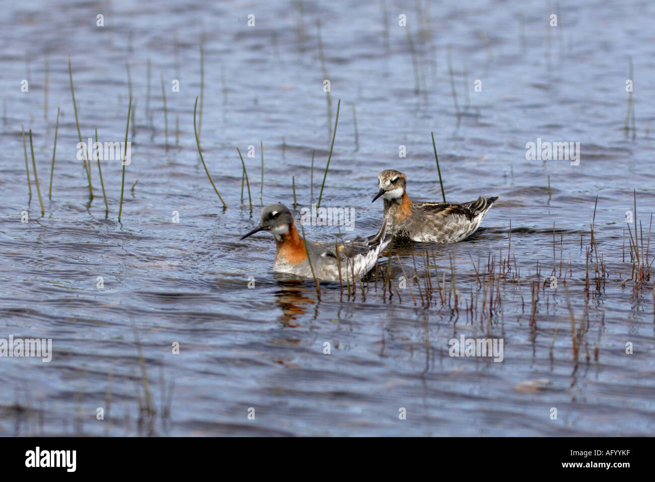 Male and Female Red necked Phalaropes swimming in Loch Funzie Fetlar in ...