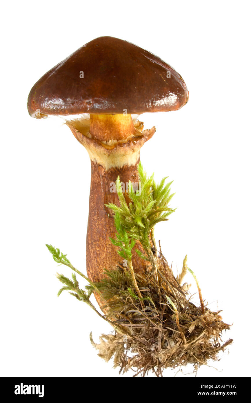 Boletus luteus - slippery. Eatable mushroom, very delicious. Isolated ...