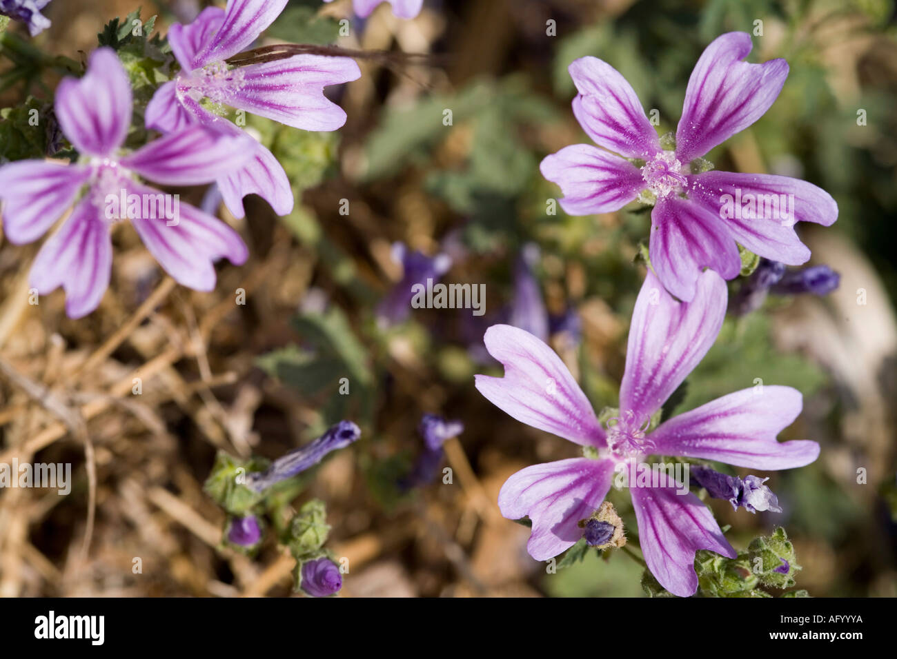 French mallow. Latin name malvae Stock Photo - Alamy