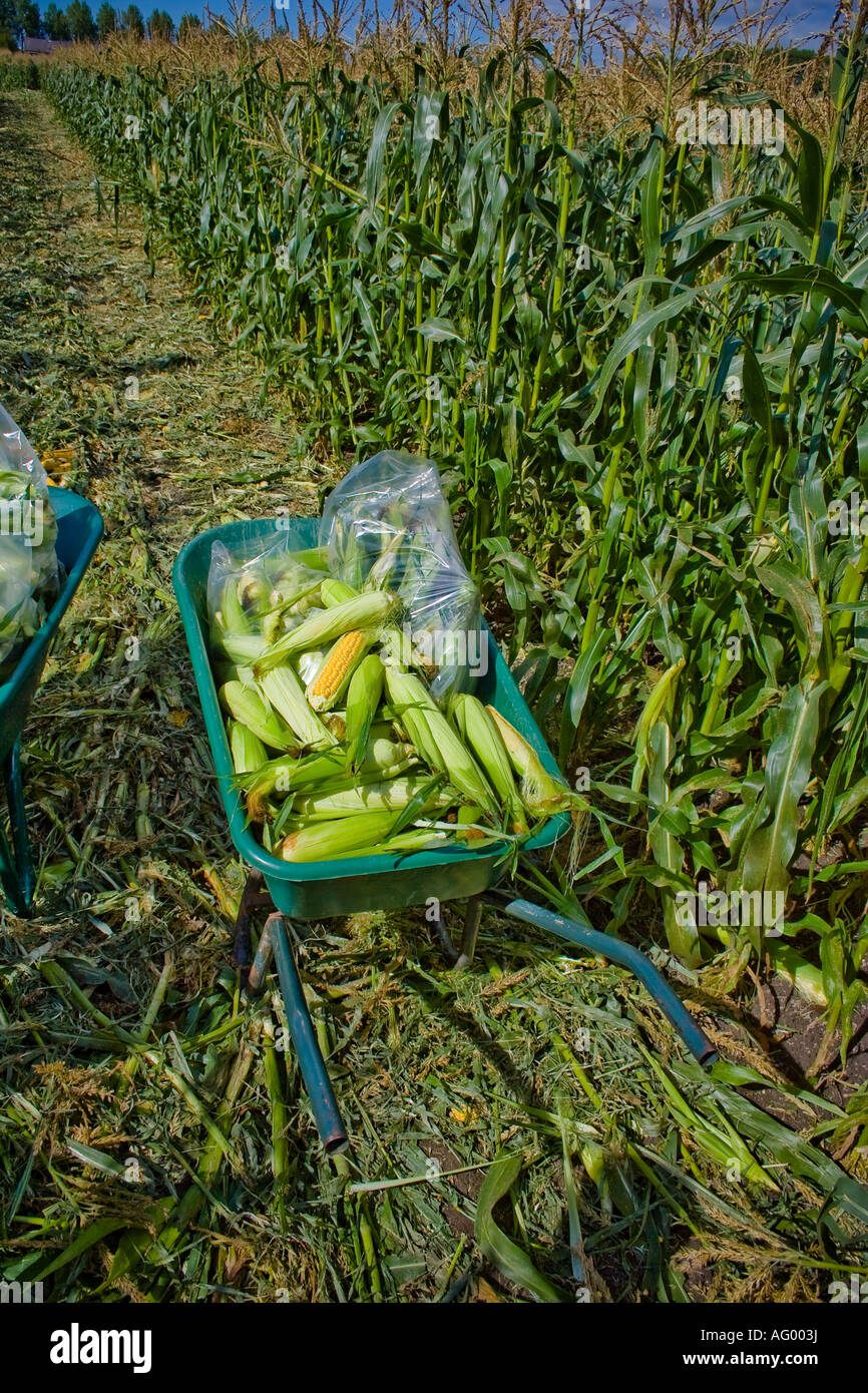 Corn wheel hi-res stock photography and images - Alamy
