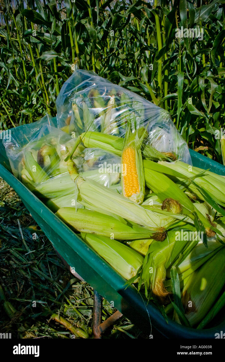 Wheel barrow full of freshly hand picked Corn, Netherlands Stock Photo ...