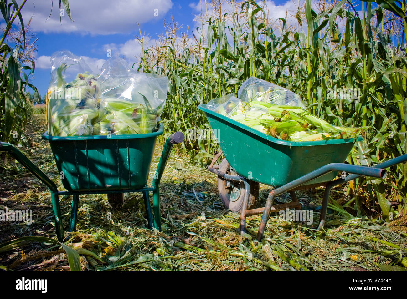 Wheel barrows full of Corn, Netherlands Stock Photo - Alamy