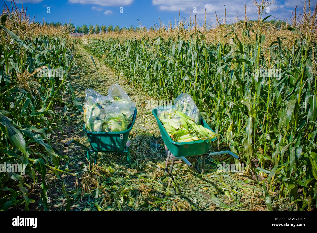 Wheel barrows full of Corn, Netherlands Stock Photo - Alamy